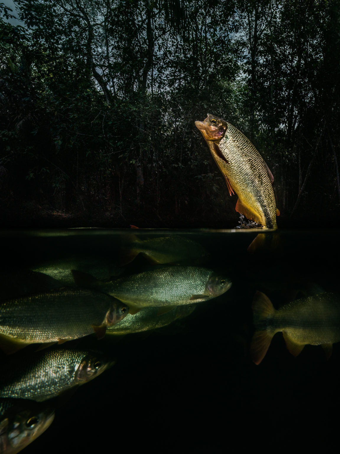 Fish in Forest – jacob degee